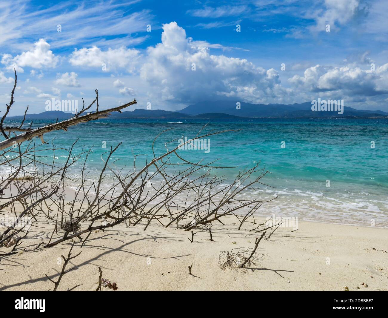Old tree branches sit on an empty beach in Puerto Rico Stock Photo - Alamy