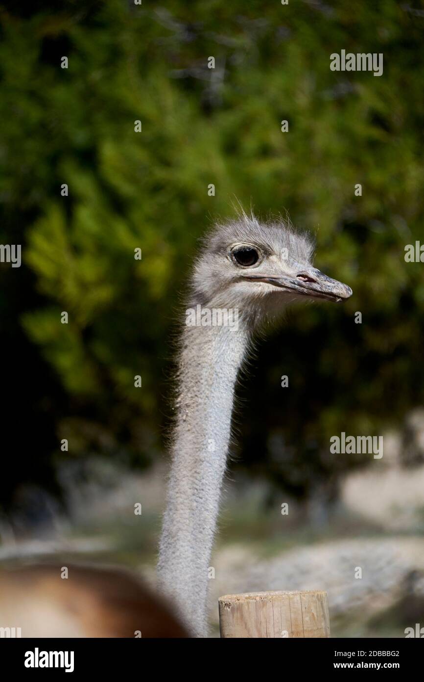 The friendly ostrich looking with her curious eyes. Mother nature ...