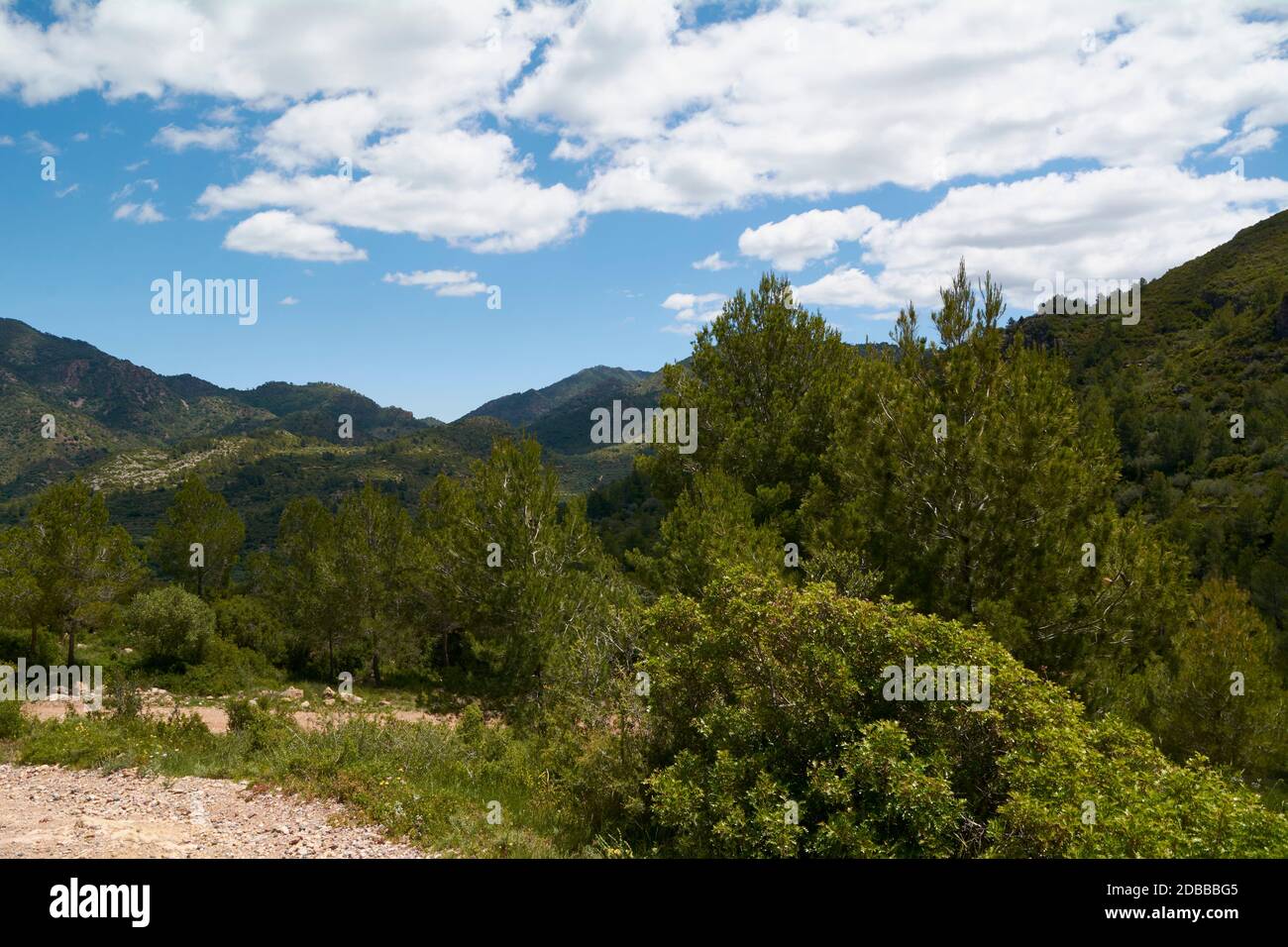 Bright and hot spring day in the bush. Colors of spring Stock Photo - Alamy
