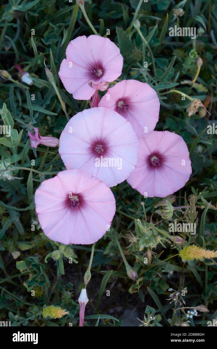 Green mantle hi-res stock photography and images - Alamy