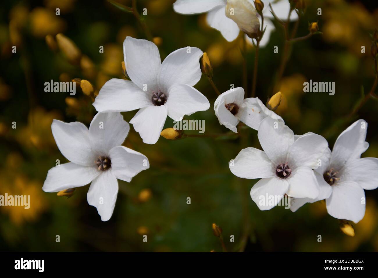 Small flowers discarding on the green mantle. Colors of nature Stock ...