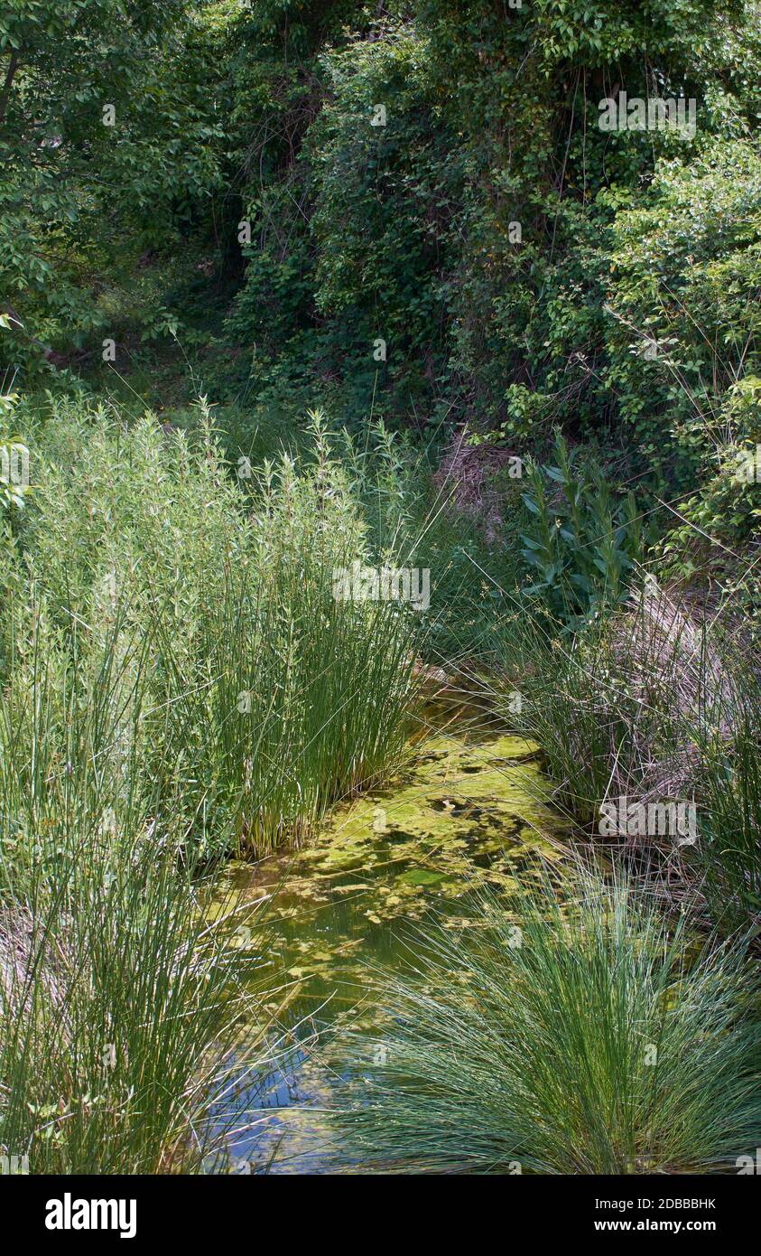 Bright and hot spring day in the bush. Colors of spring Stock Photo - Alamy