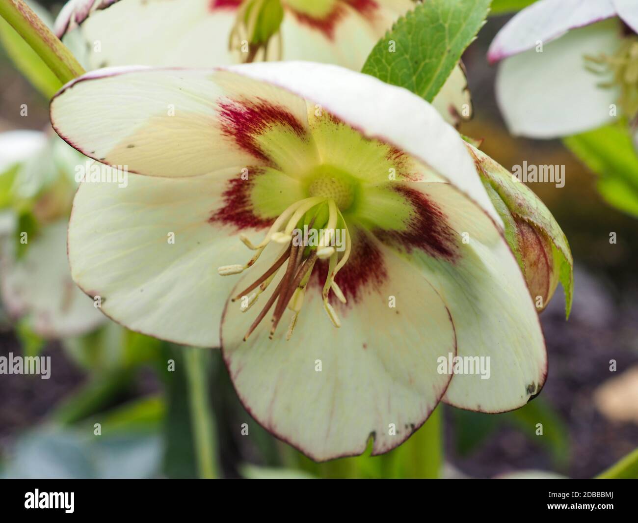 Blushing bride flower hi-res stock photography and images - Alamy