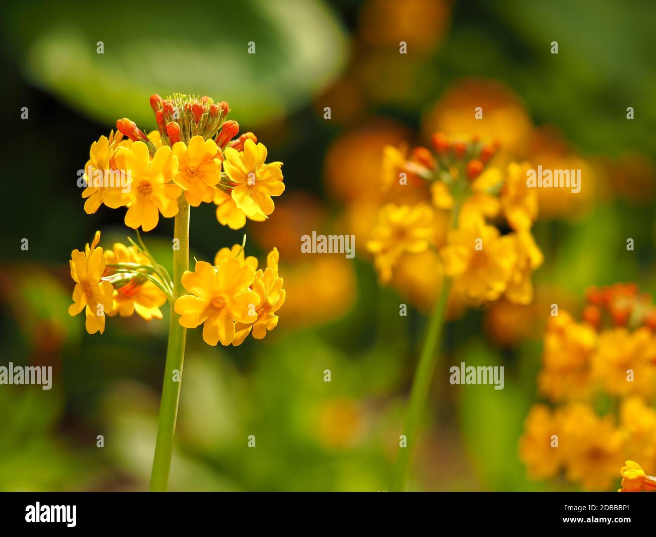 Closeup of pretty orange candelabra Primula flowers in a summer garden ...