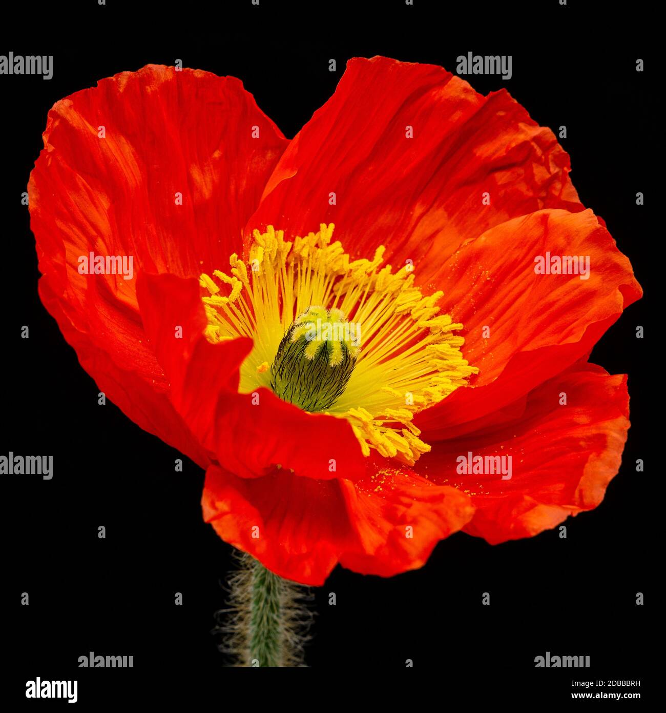Iceland Poppy Red, close up of beautiful flower with black background ...