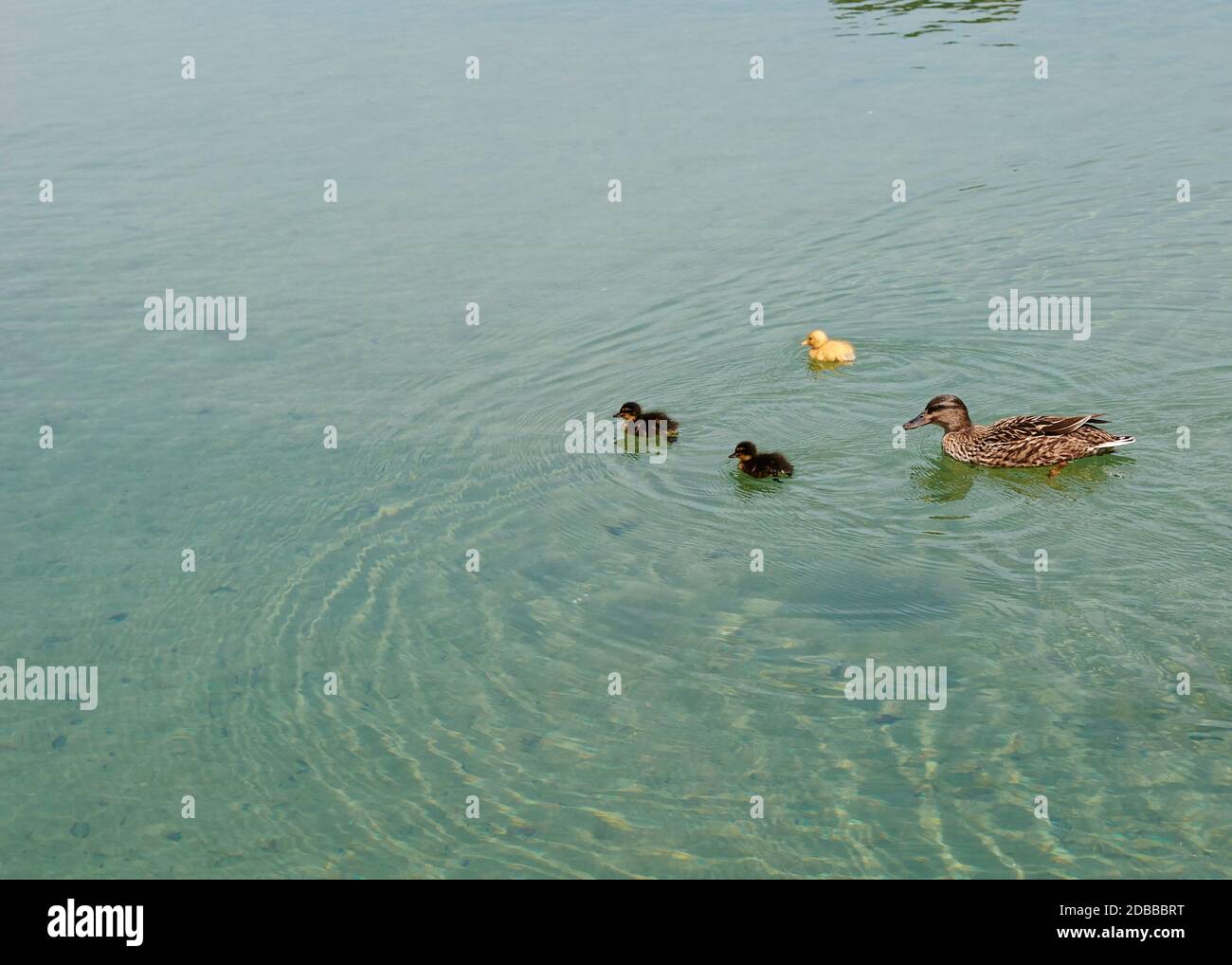 Mama duck and her ducklings swimming in the lake. Mother's Love Stock ...