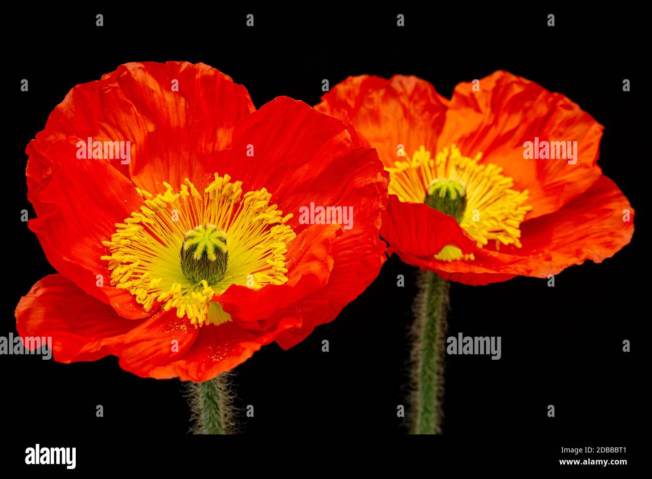Iceland Poppy Red, close up of beautiful flower with black background ...