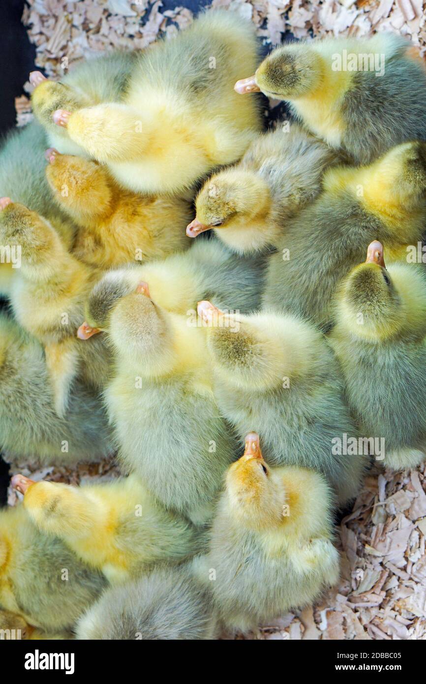 New born ducklings at farm Stock Photo - Alamy