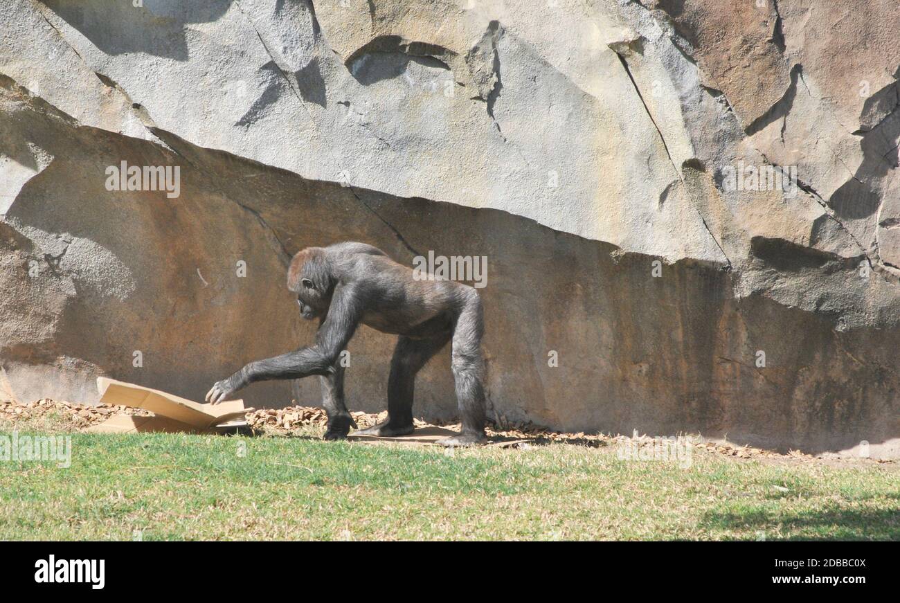 Chimpanzee playing with a cardboard box. Colors of nature Stock Photo ...