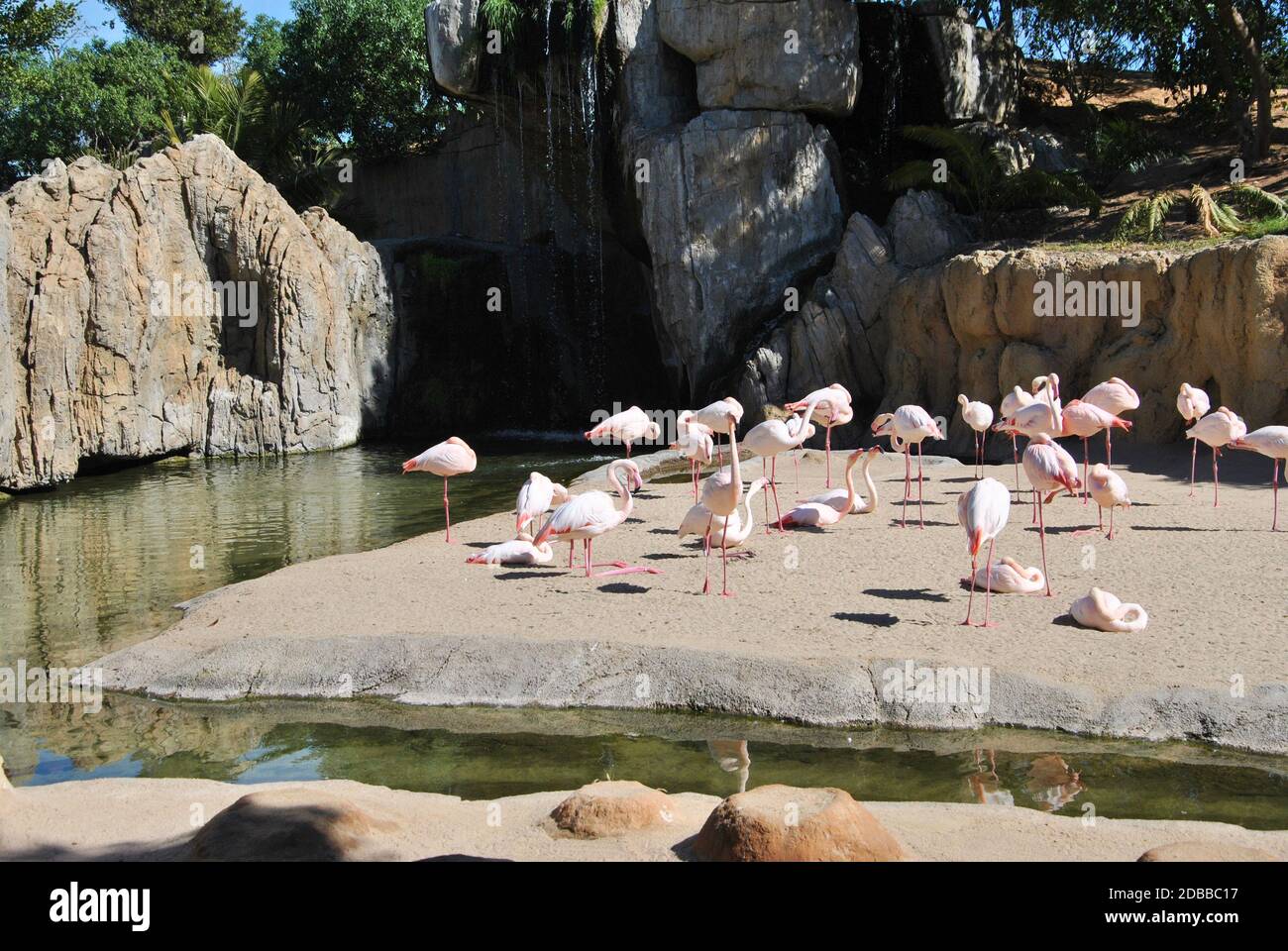 Group of flamingos at lake side eating. Colors of nature Stock Photo ...