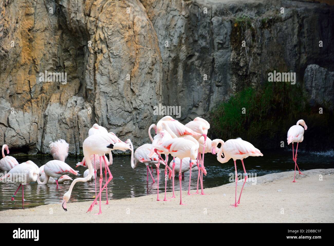 Group of flamingos at lake side eating. Colors of nature Stock Photo ...