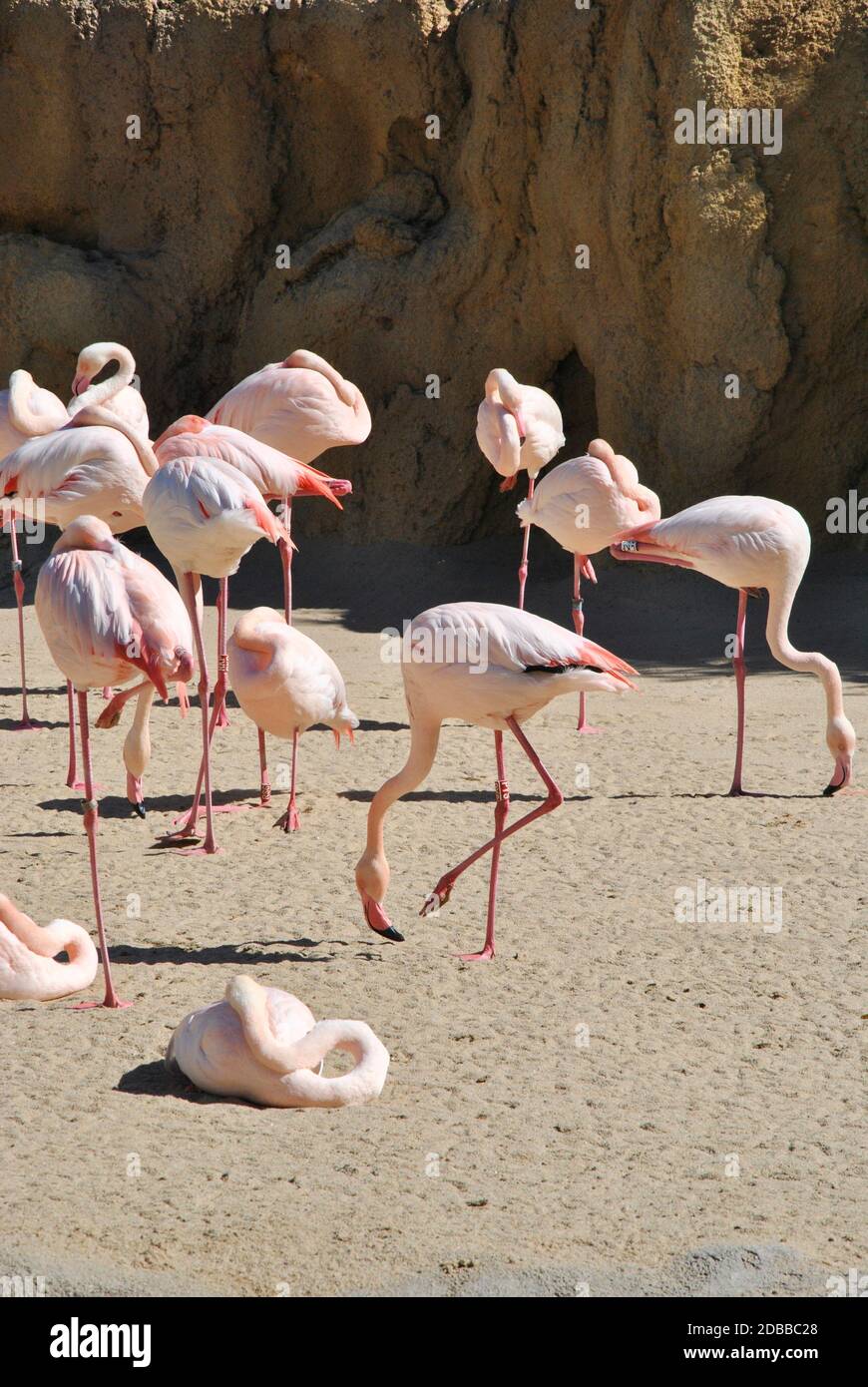 Group of flamingos at lake side eating. Colors of nature Stock Photo ...