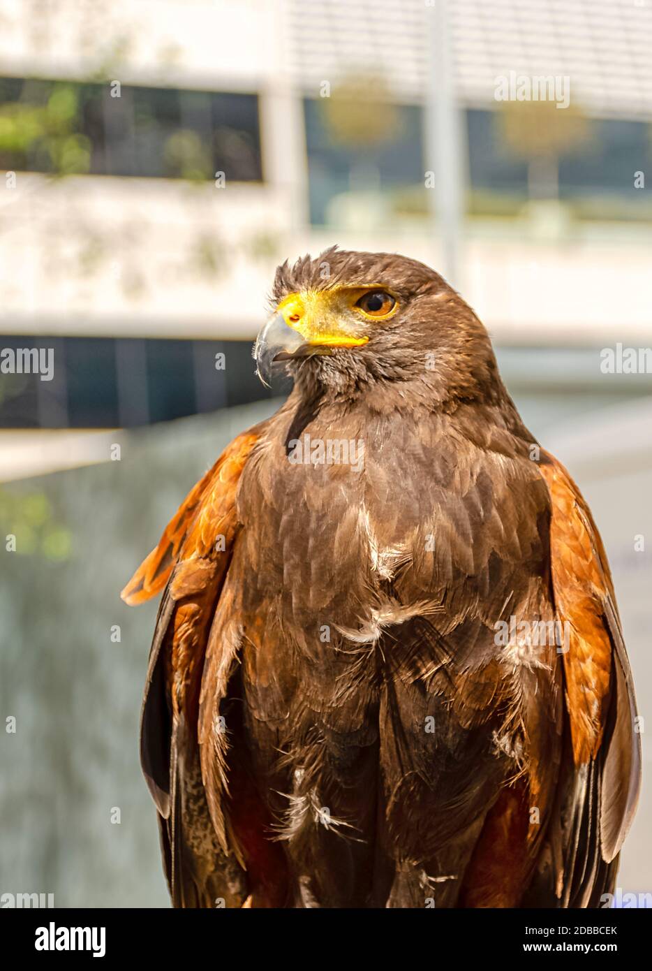 Harris hawk uk hi-res stock photography and images - Alamy