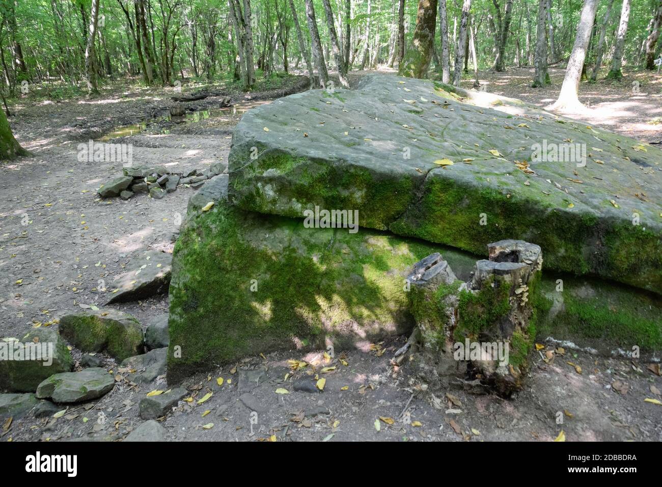 Dolmen in Shapsug. Forest in the city near the village of Shapsugskaya ...