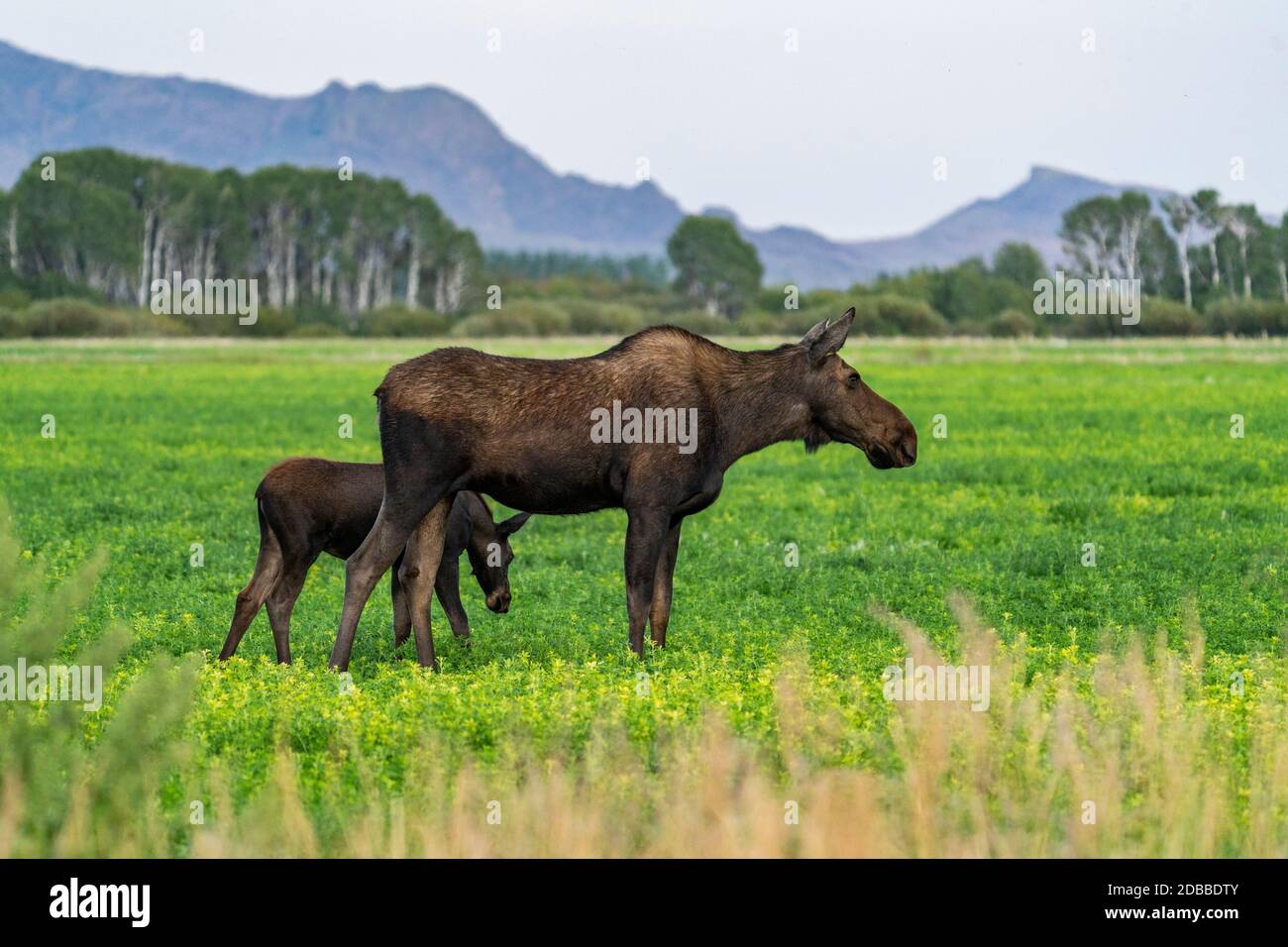 Moose, cow with calf hi-res stock photography and images - Alamy