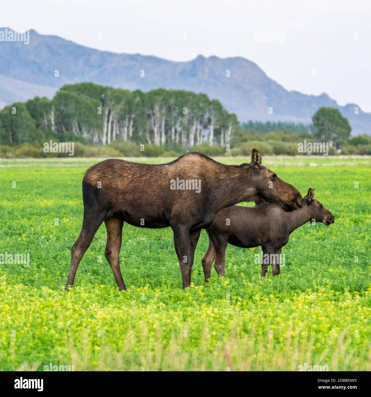 USA, Idaho, Bellevue, Moose cow and calf in meadow Stock Photo - Alamy