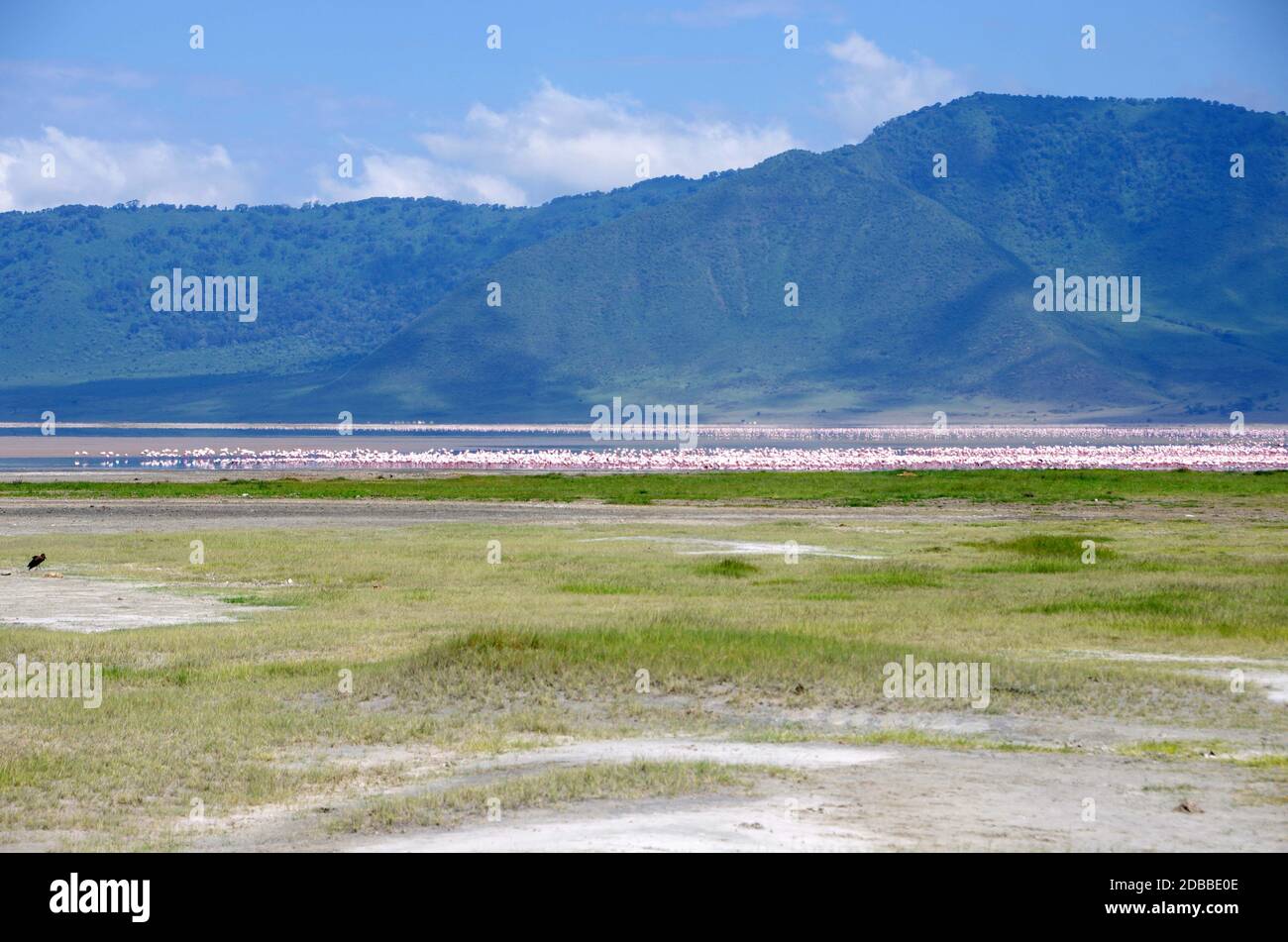 Landscape in the Ngorongoro crater in Tanzania Stock Photo - Alamy