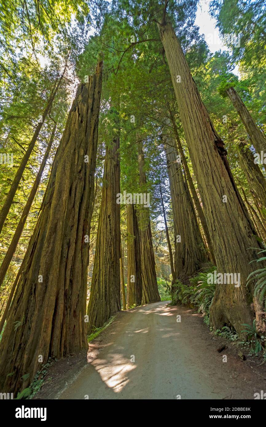 Road Through the Redwoods in Redwood National Park in California Stock ...