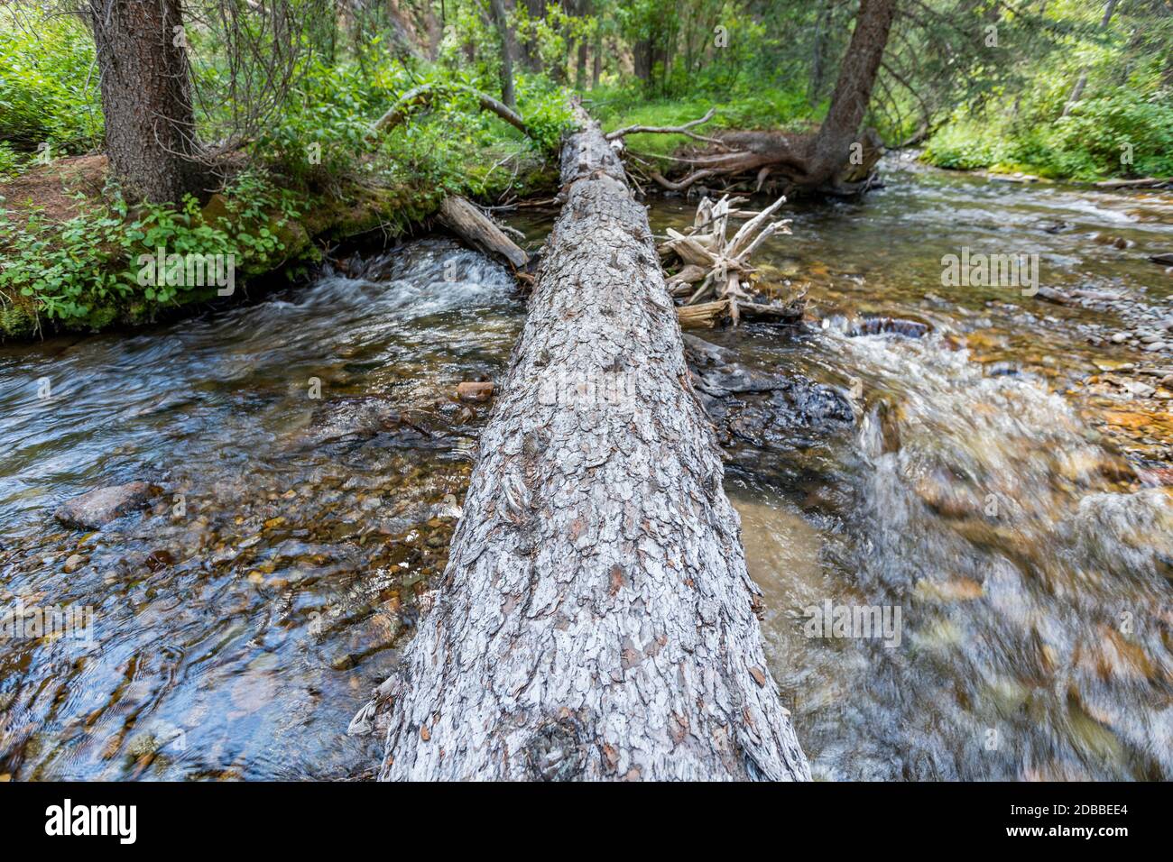 USA, Idaho, Sun Valley, Fallen tree over river in forest Stock Photo ...