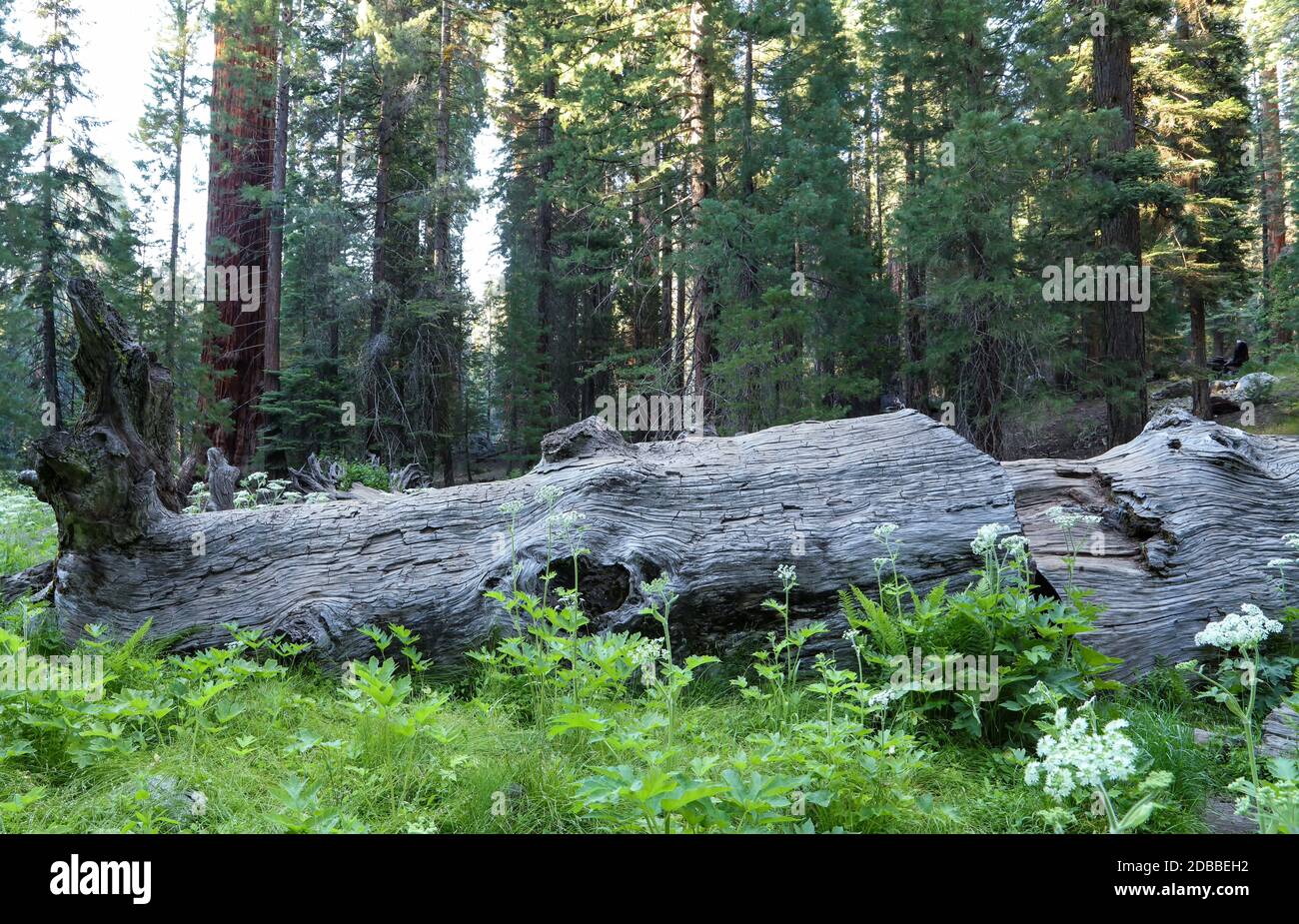 A beautiful old tree stump lays on the floor of a majestic forest in ...