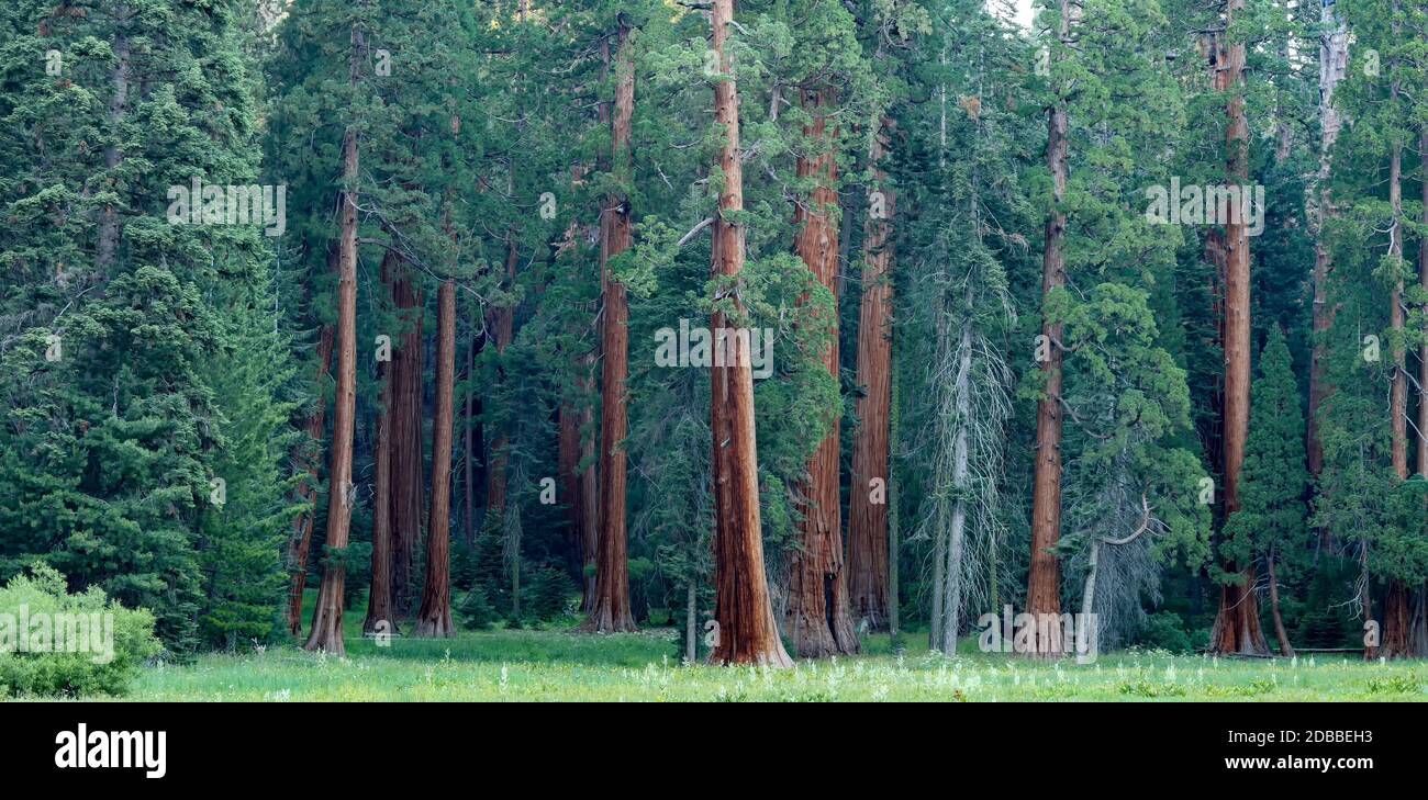 An amazing view of the huge majestic redwood trees of California Stock ...
