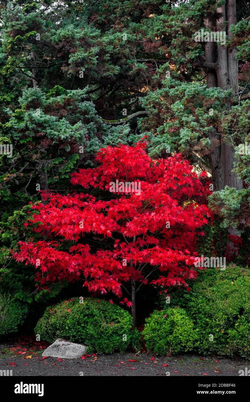 Fujitaro kubota hi-res stock photography and images - Alamy