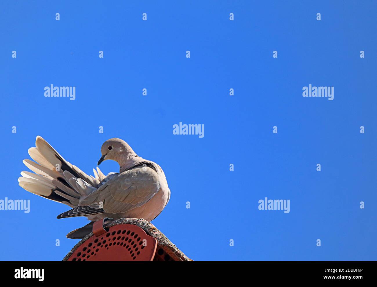 Turkish pigeon Streptopelia decaocto on roof ridge Stock Photo - Alamy
