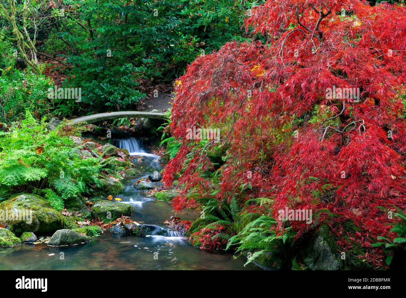 WA17920-00.....WASHINGTON - Fall colors and waterfall in Kubota Garden ...