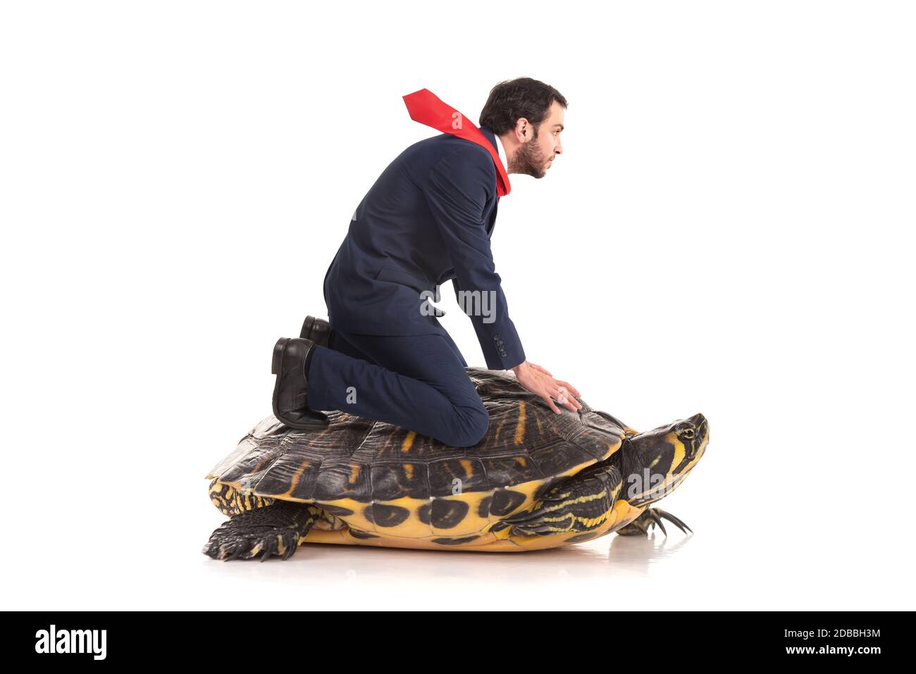 Businessman riding a turtle isolated in a white background Stock Photo ...