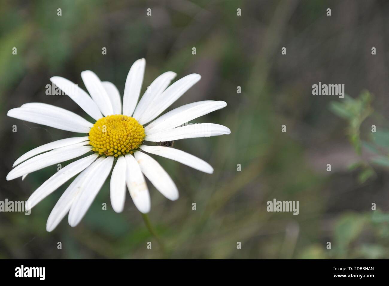 Daisy flower macro view, shallow DOF Stock Photo - Alamy