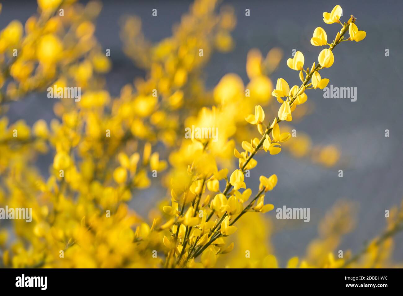 Hedge yellow broom hi-res stock photography and images - Alamy