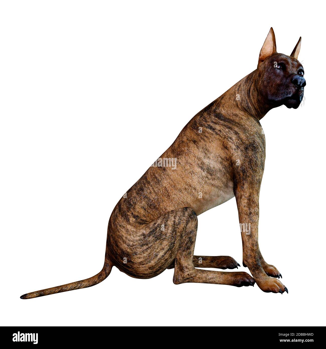 3D rendering of a female brindle Great Dane dog isolated on white ...