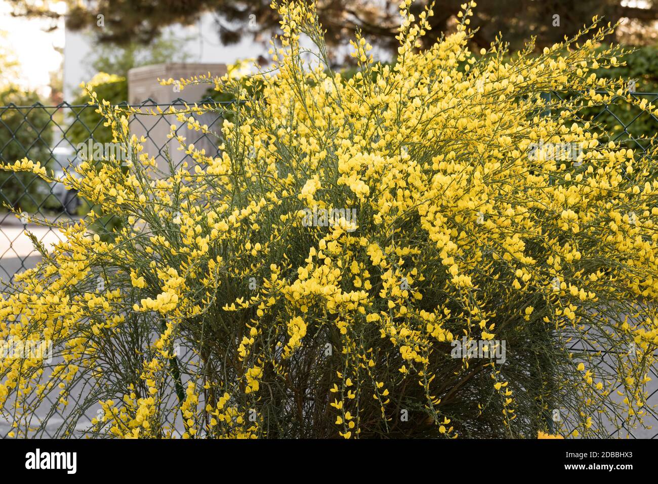 Hedge yellow broom hi-res stock photography and images - Alamy
