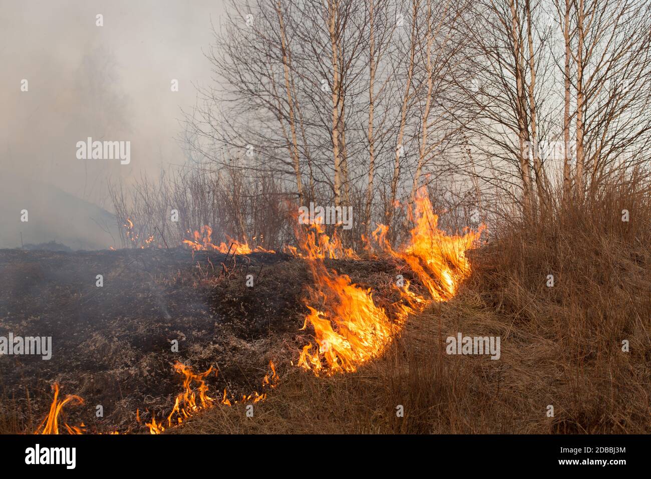 Forest fire burning, Wildfire close up at day time Stock Photo - Alamy