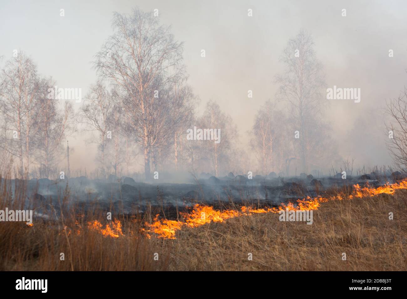 Forest fire burning, Wildfire close up at day time Stock Photo - Alamy