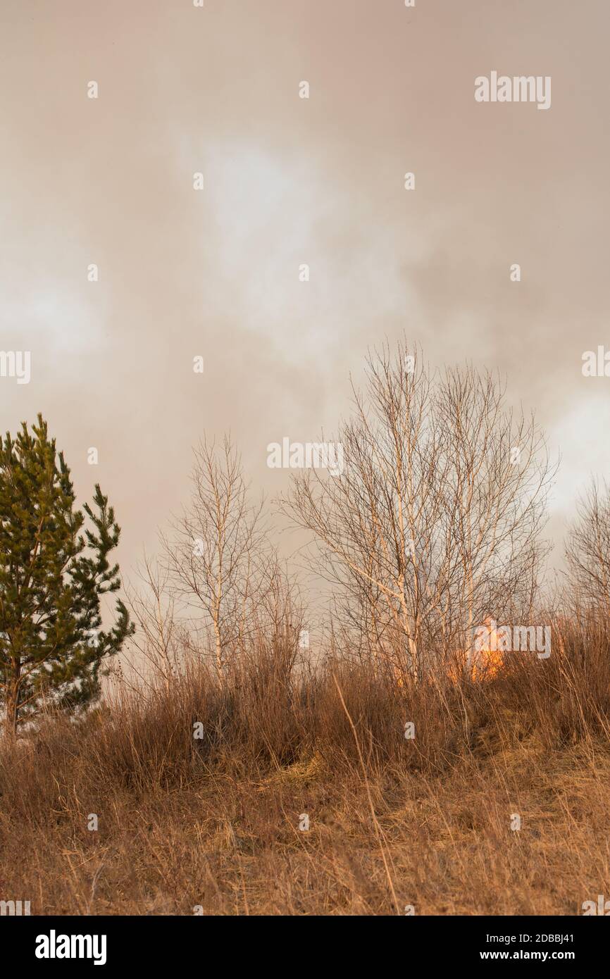Forest fire burning, Wildfire close up at day time Stock Photo - Alamy