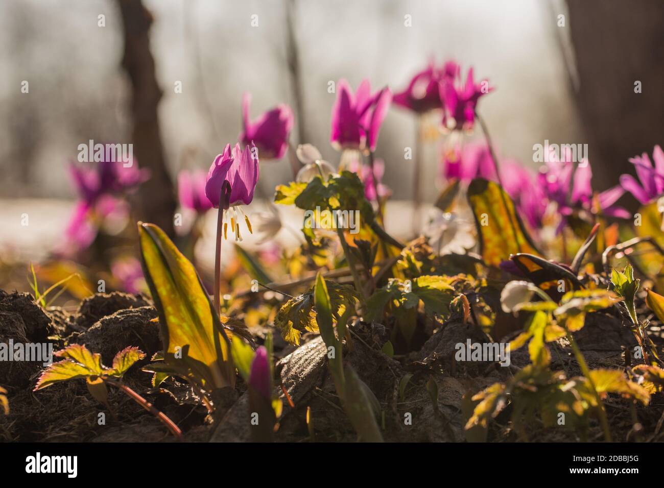 white snowdrops in the early spring in the woods Stock Photo - Alamy