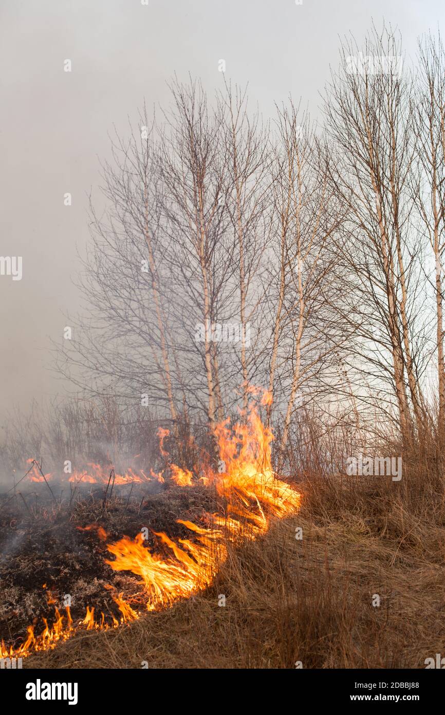 Forest fire burning, Wildfire close up at day time Stock Photo - Alamy