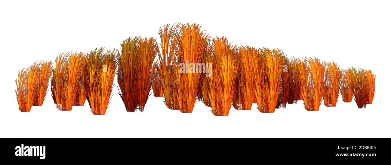 3D rendering of a fantasy alien grass isolated on white background ...