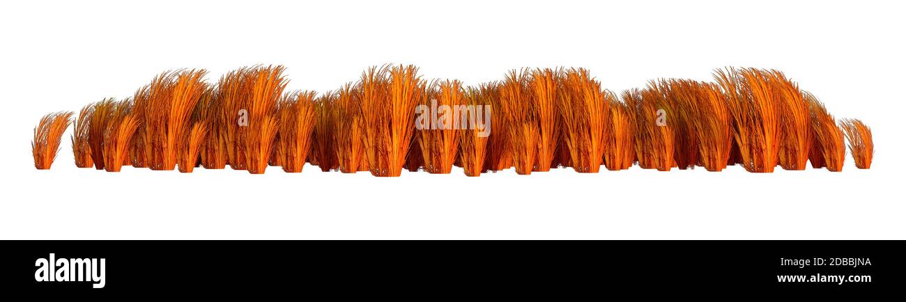 3D rendering of a fantasy alien grass isolated on white background ...