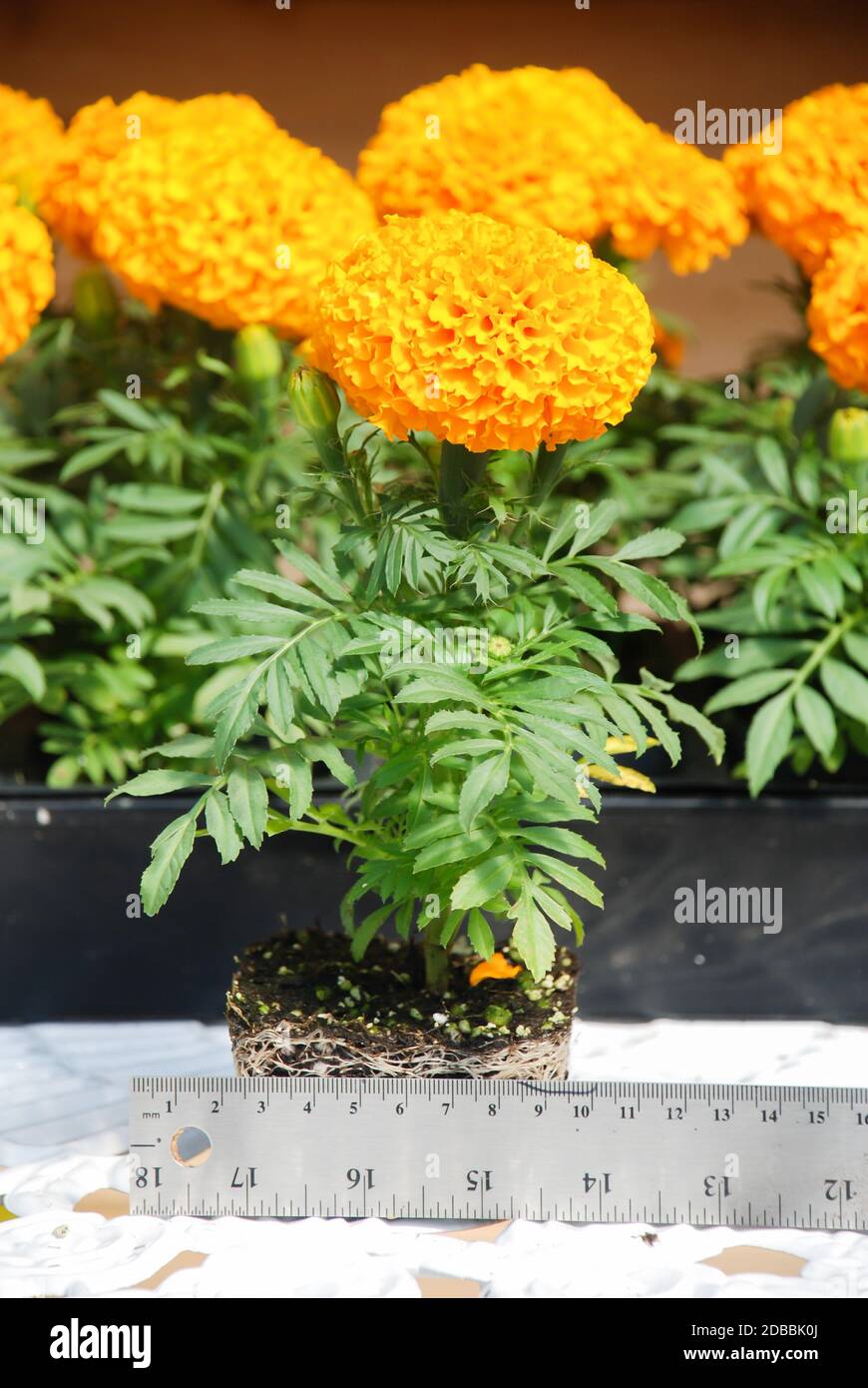 Marigolds Orange Color (Tagetes erecta, Mexican marigold, Aztec ...