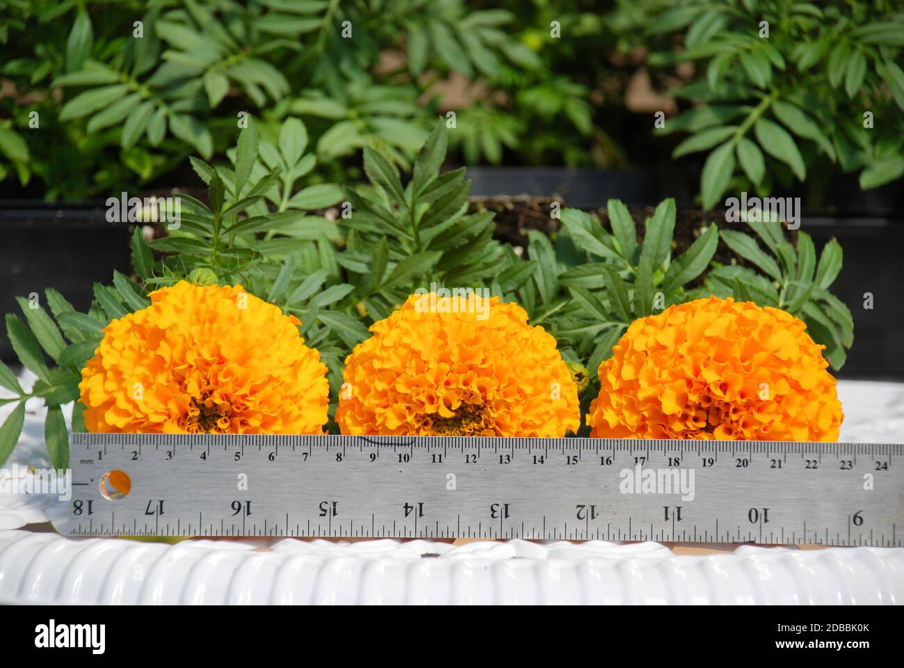 Marigolds Orange Color (Tagetes erecta, Mexican marigold, Aztec ...