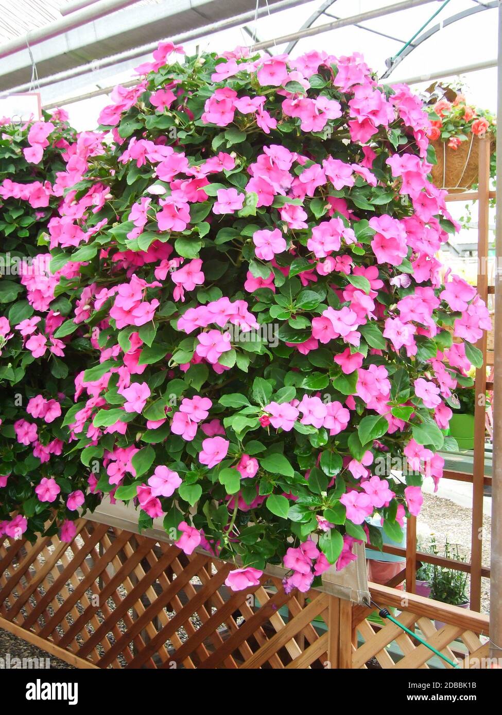 pink impatiens, Busy Lizzie, scientific name Impatiens walleriana ...