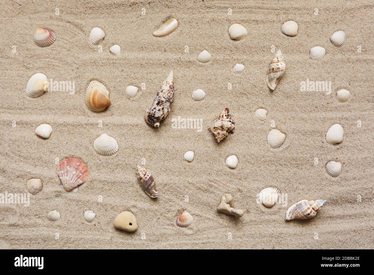 Variety of beautiful exotic seashells on sand background. Top view ...