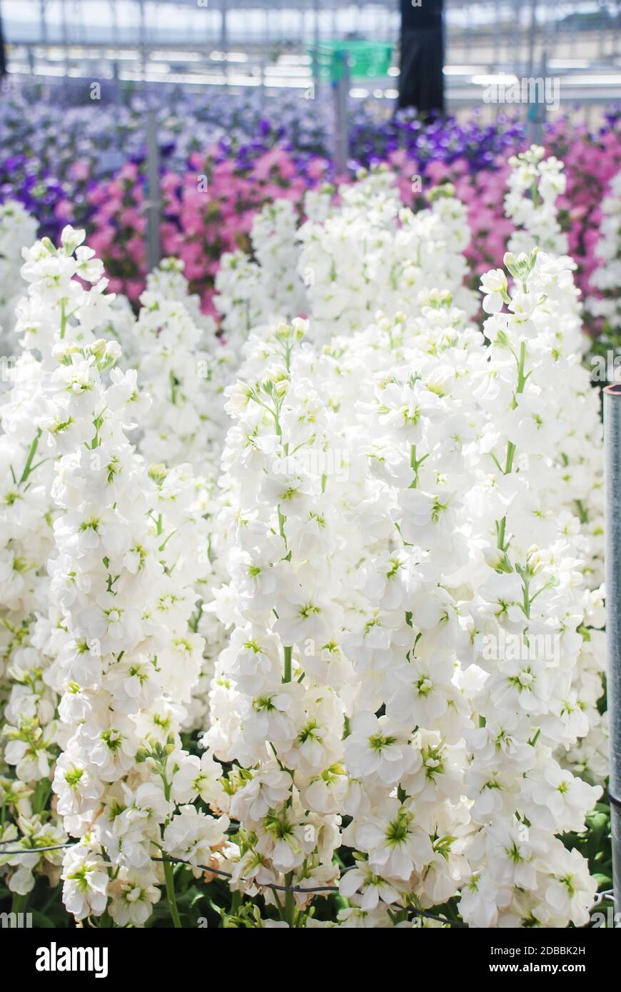 Matthiola incana flower, stock flowers, cut flowers in nursery, full ...