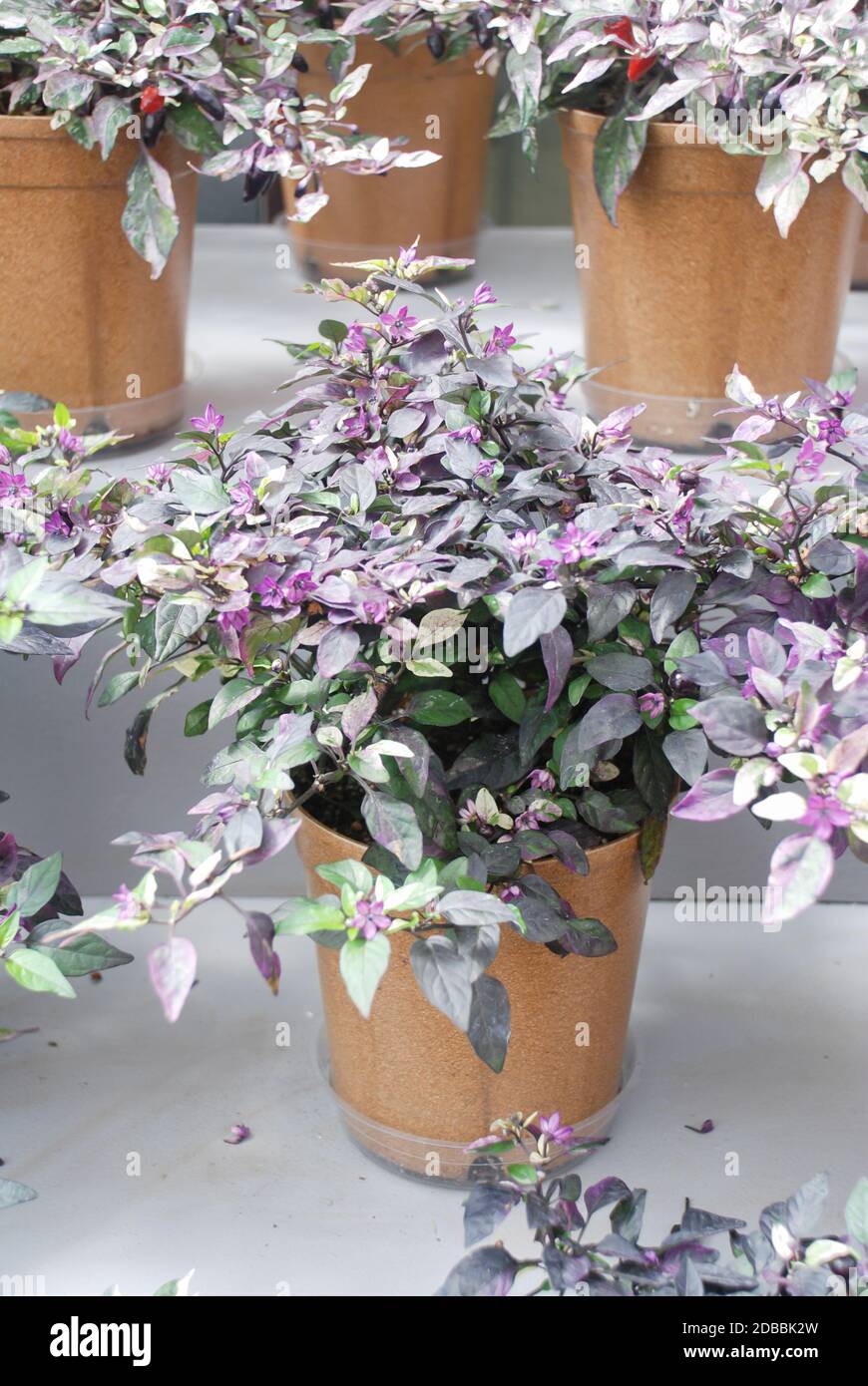 Ornamental pepper (dwarf pepper, Capsicum annuum), potted pepper Stock ...