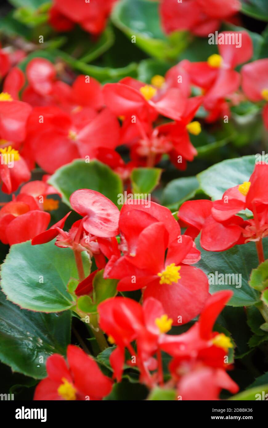 Begonias,semperflorens begonias,in the garden, potted begonia Stock ...