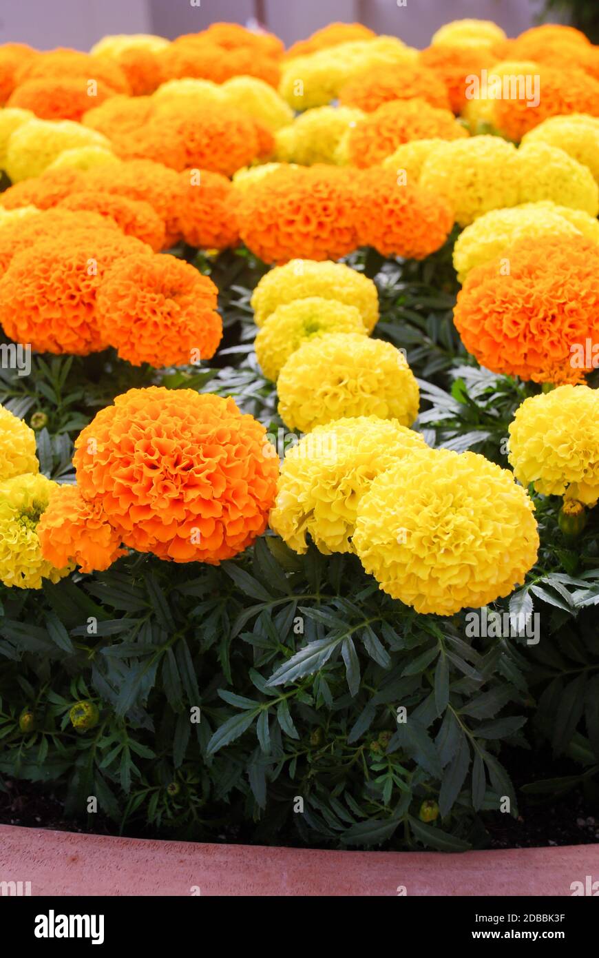 Marigolds Mixed Color (Tagetes erecta, Mexican marigold, Aztec marigold ...