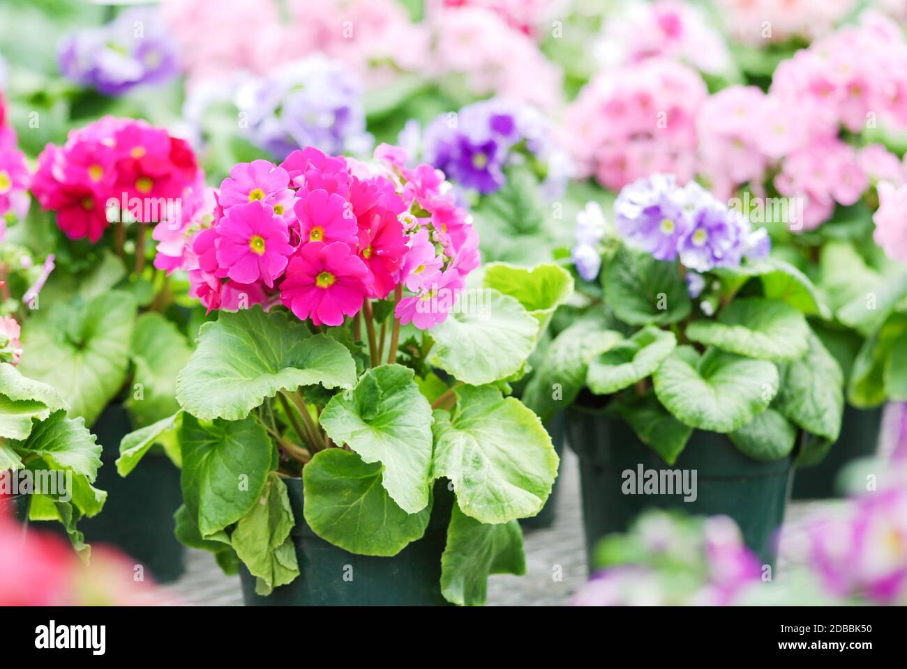 Primula Vulgaris blossom. Multicolor Country Garden Primula Flowers ...