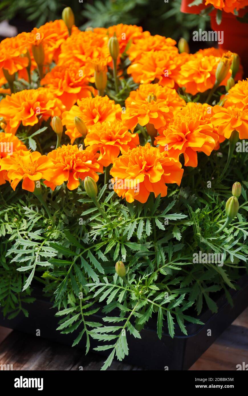 Tagetes patula french marigold in bloom, orange yellow flowers, green ...